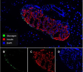 Glucagon Regulation and Detection - Creative Diagnostics