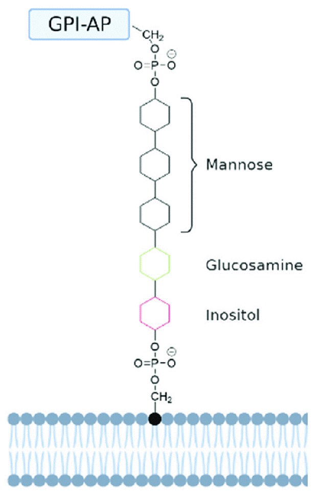 GPI Anchoring - Creative Diagnostics