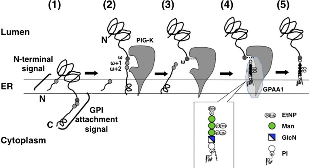 GPI Anchoring - Creative Diagnostics