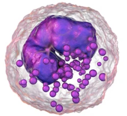 Granulocytes Types Describe Any Two Types Of Granulocytes (WBC) W.r.t.