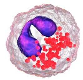 Granulocytes - Creative Diagnostics