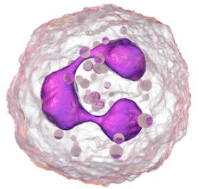 Granulocytes - Creative Diagnostics