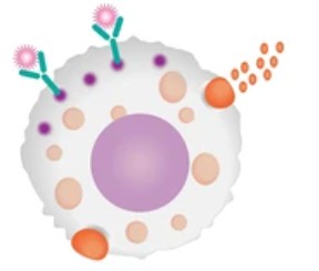Granulocytes - Creative Diagnostics