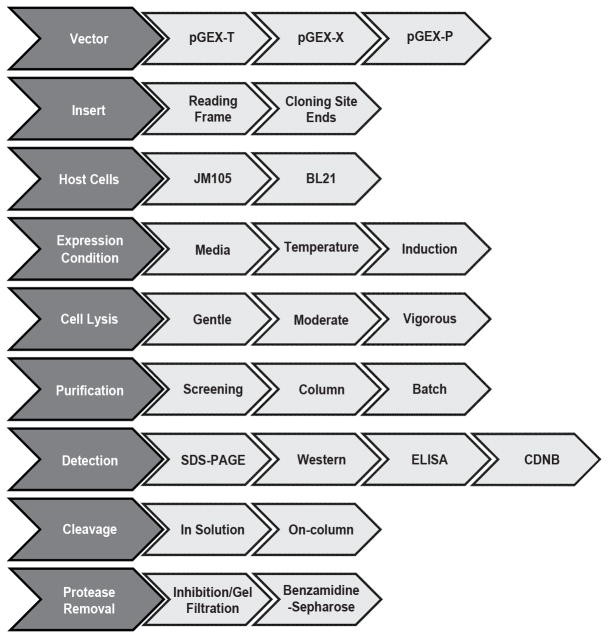 GST Tags Overview - Creative Diagnostics
