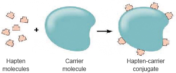 Hapten - Creative Diagnostics