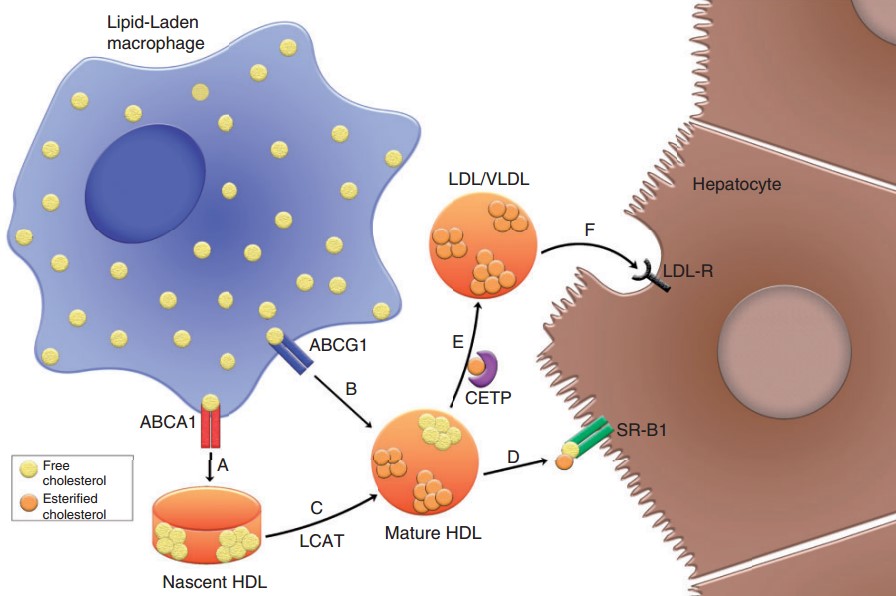 HDL cholesterol - Creative Diagnostics