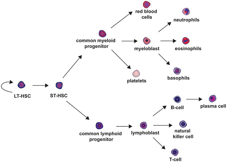 Hematopoietic Stem Cells Therapy - Creative Diagnostics