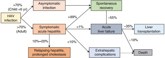 Hepatitis A Infection and Vaccines - Creative Diagnostics