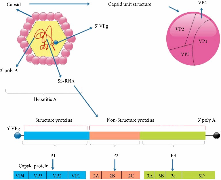 Hepatitis A - Creative Diagnostics