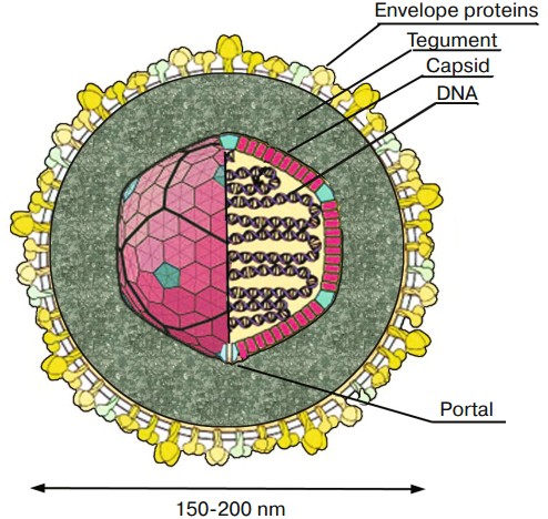 Herpes Simplex Virus - Creative Diagnostics