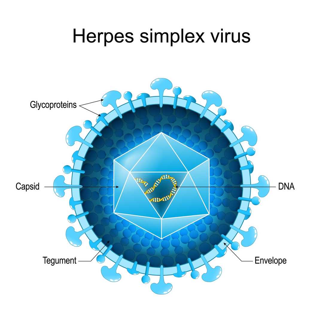 Herpes Simplex Virus - Creative Diagnostics