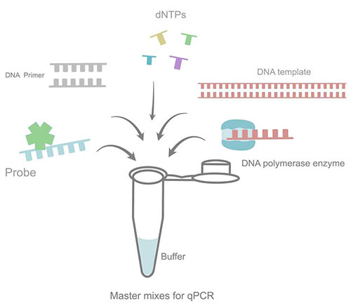 Herpes Simplex Virus - Creative Diagnostics
