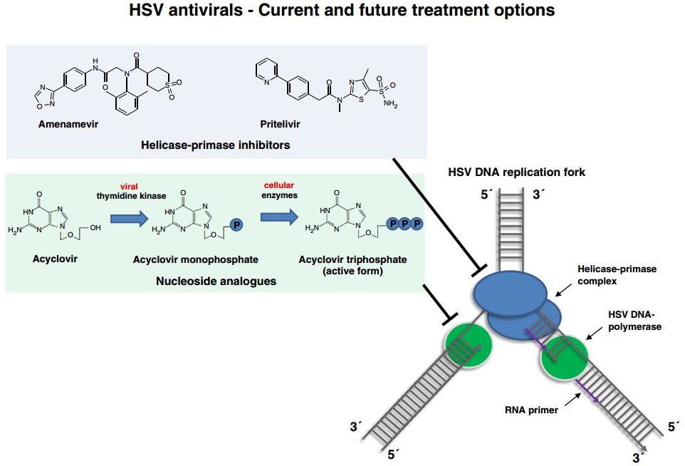 Herpes Simplex Virus - Creative Diagnostics