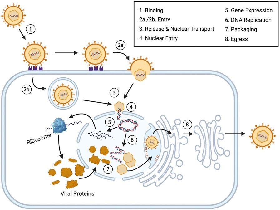 Herpes Simplex Virus Infection and Immune Escape - Creative Diagnostics