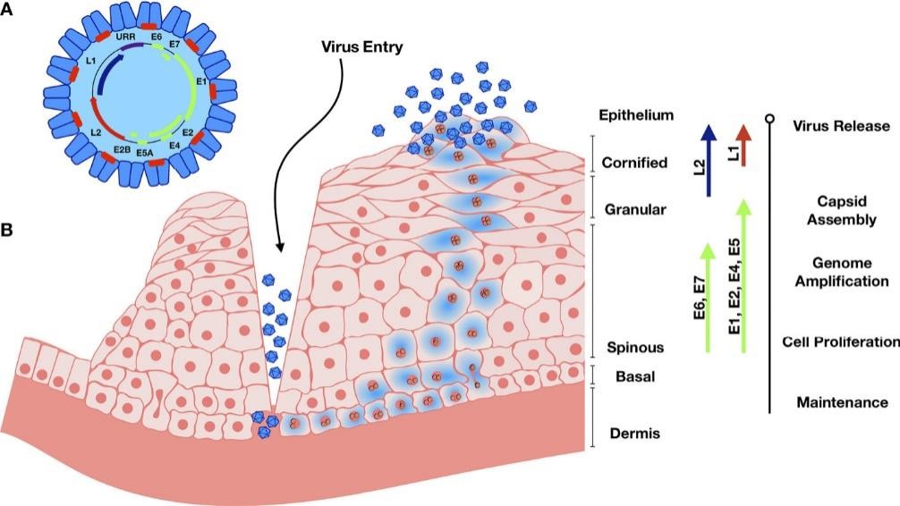 High Risk HPV - Creative Diagnostics