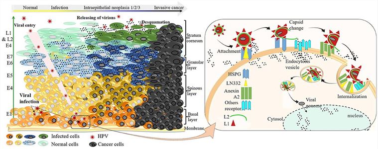 High Risk HPV - Creative Diagnostics