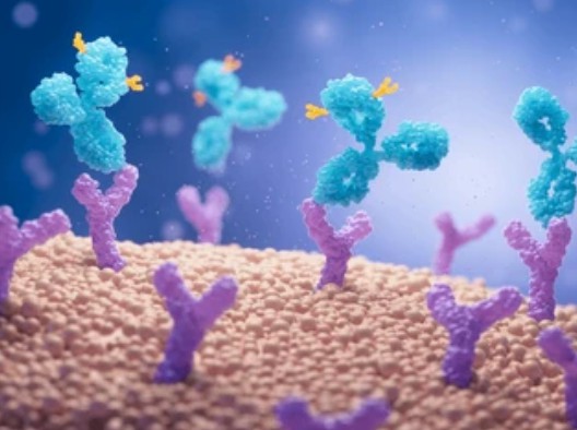High-Sensitivity ELISA Kits for Therapeutic Protein Monitoring ...