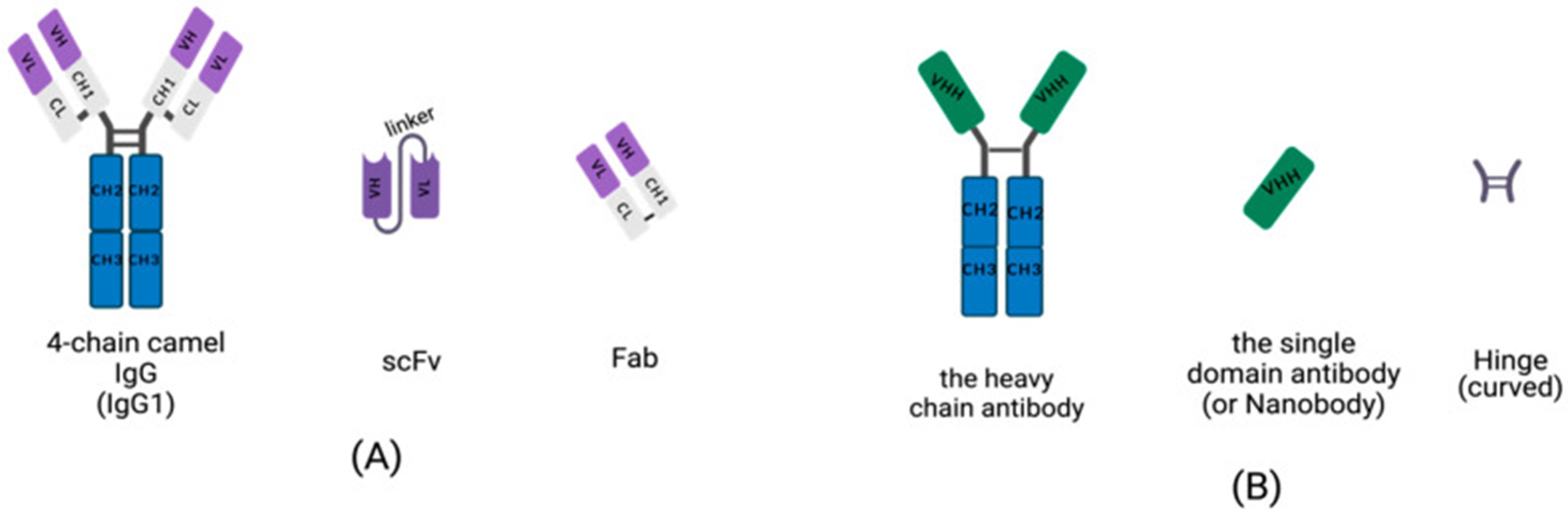 HiResNb™ Secondary VHH Antibodies - Creative Diagnostics