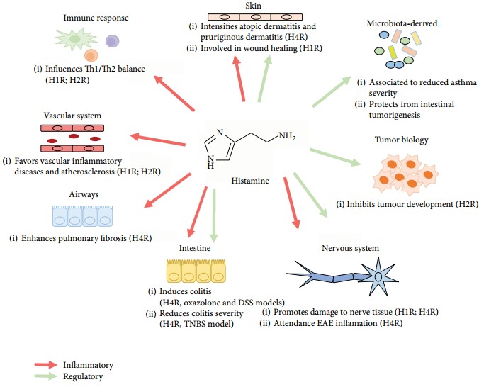 Histamine Intolerance - Creative Diagnostics