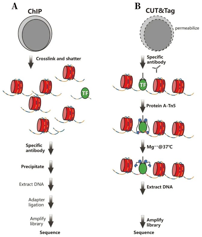 Histone Modification: A Key Mechanism for Gene Expression Regulation - Creative Diagnostics