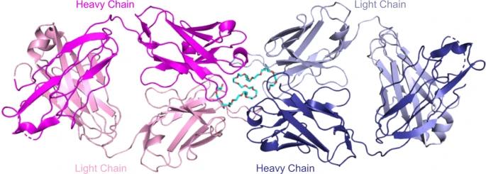 How Anti-PEG Antibodies Are Shaping Next-Gen Biotherapeutic Development ...