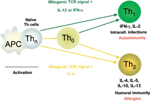 How do Th1 and Th2 Cells Differentiate - Creative Diagnostics