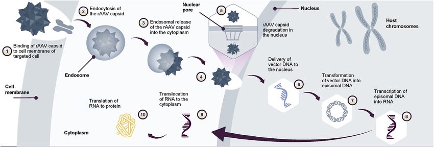 How does AAV Gene Therapy Work - Creative Diagnostics