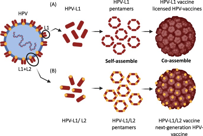 HPV Type 18 Virus-Like Particles and Vaccines - Creative Diagnostics