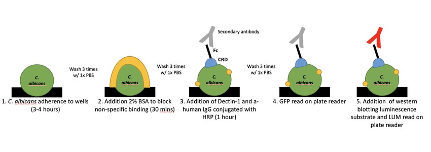 HRP Secondary Antibodies - Creative Diagnostics