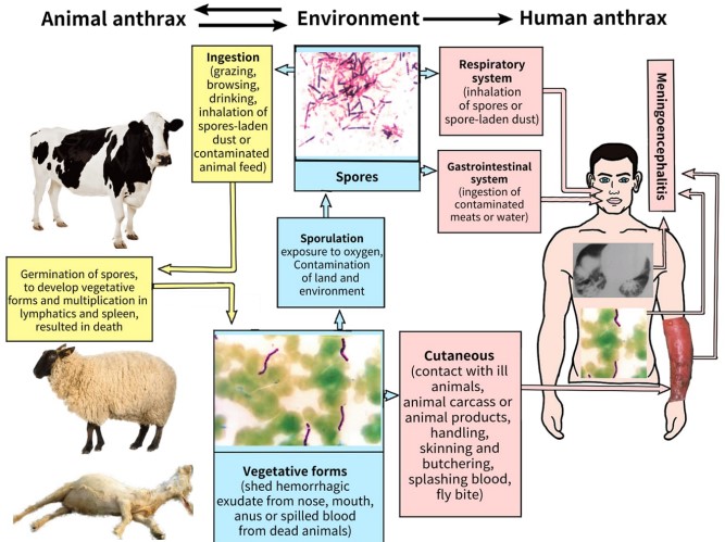 Anthrax - Creative Diagnostics