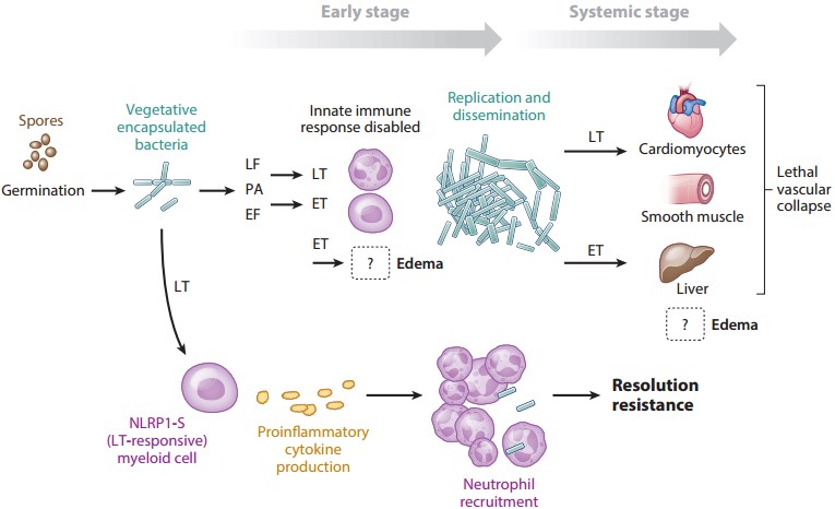 Anthrax - Creative Diagnostics