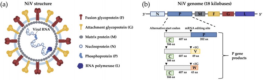 Nipah Virus Infection - Creative Diagnostics
