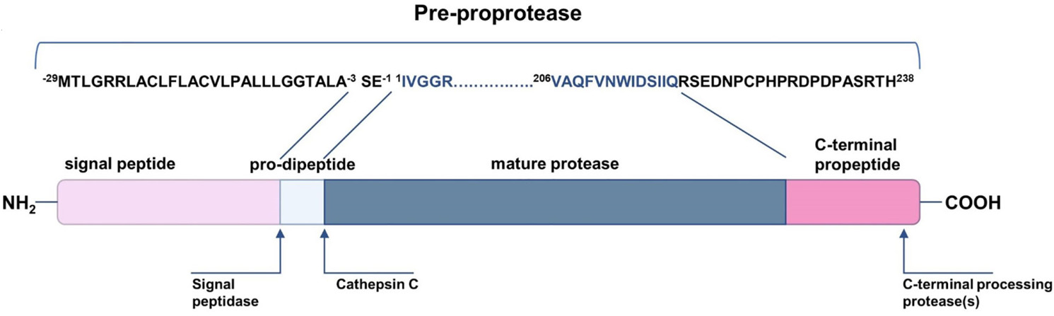 Neutrophil Elastase - Creative Diagnostics