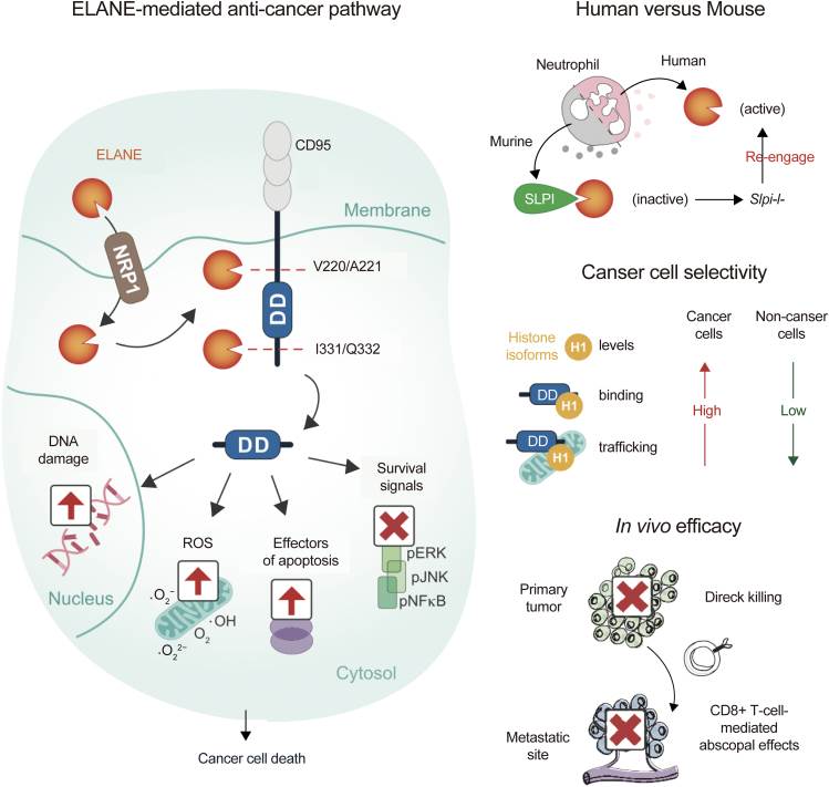 Neutrophil Elastase - Creative Diagnostics