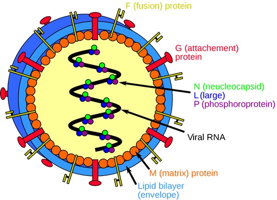 Human Papillomavirus - Creative Diagnostics