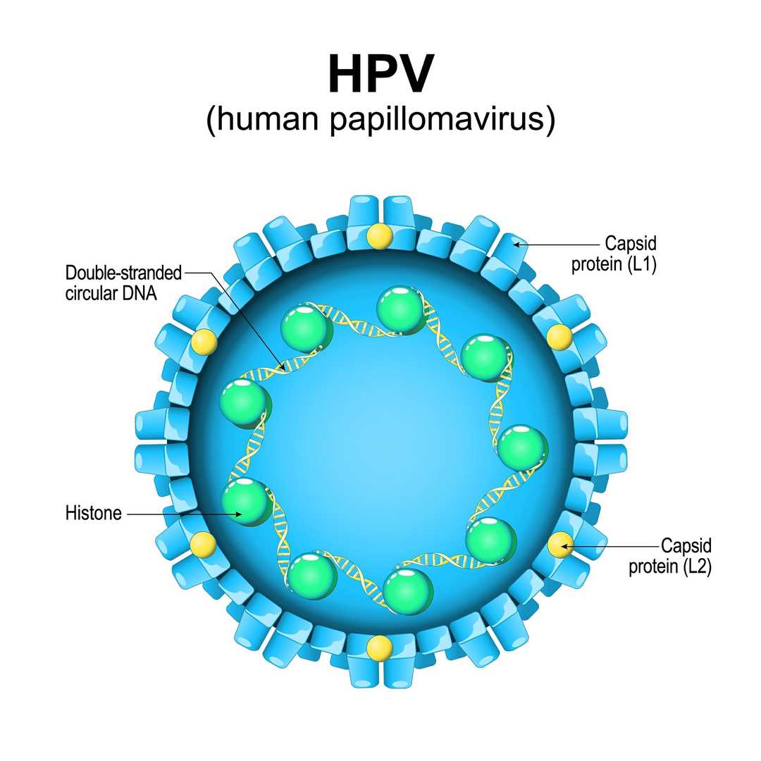 Human Papillomavirus - Creative Diagnostics