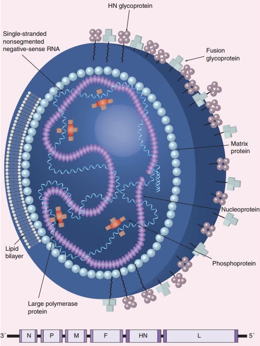 Human Parainfluenza Virus Infection - Creative Diagnostics