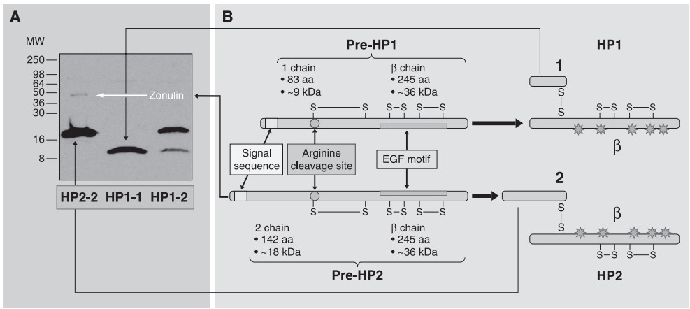 Human Zonulin and TJ - Creative Diagnostics