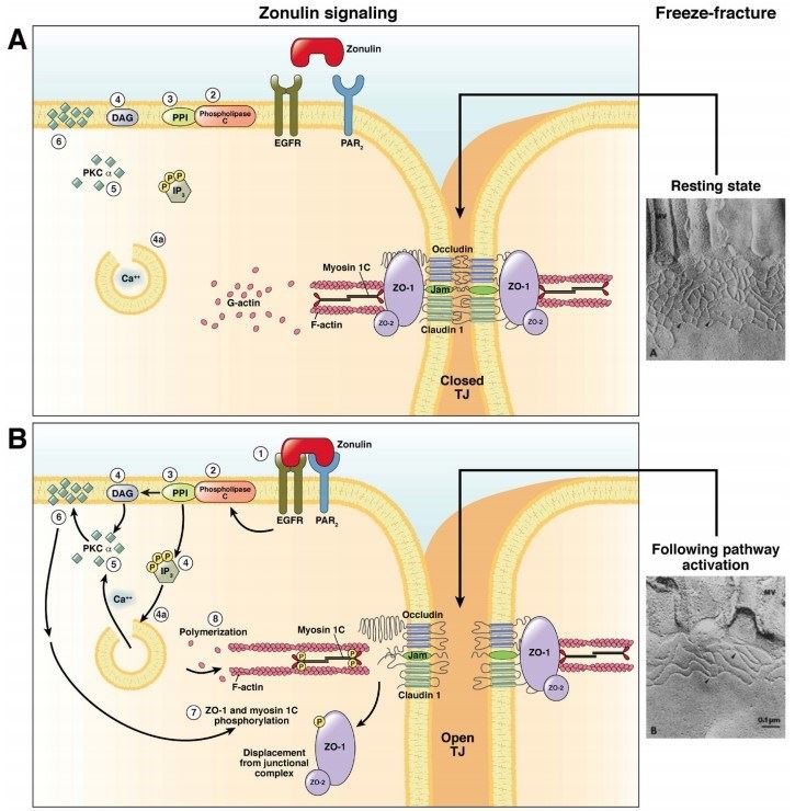 Human Zonulin and TJ - Creative Diagnostics