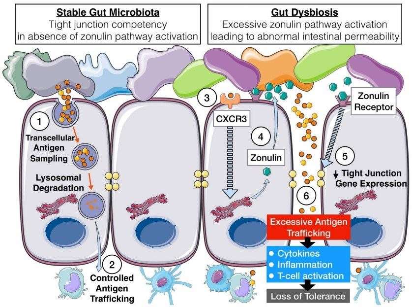 Human Zonulin and TJ - Creative Diagnostics