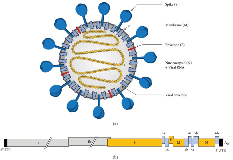Infectious Bronchitis Virus Vaccines - Creative Diagnostics