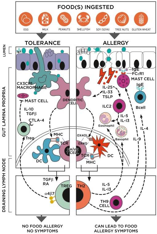 IgE-Mediated Food Allergy - Creative Diagnostics