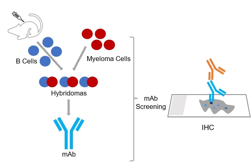 IHC-Positive Hybridoma Screening - Creative Diagnostics