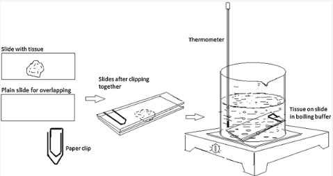 Creative Diagnostics can offer monoclonal or polyclonal antibodies for IHC with different ...