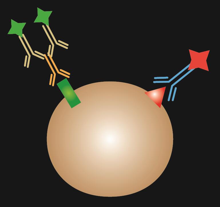 Immunofluorescence Guide - Creative Diagnostics