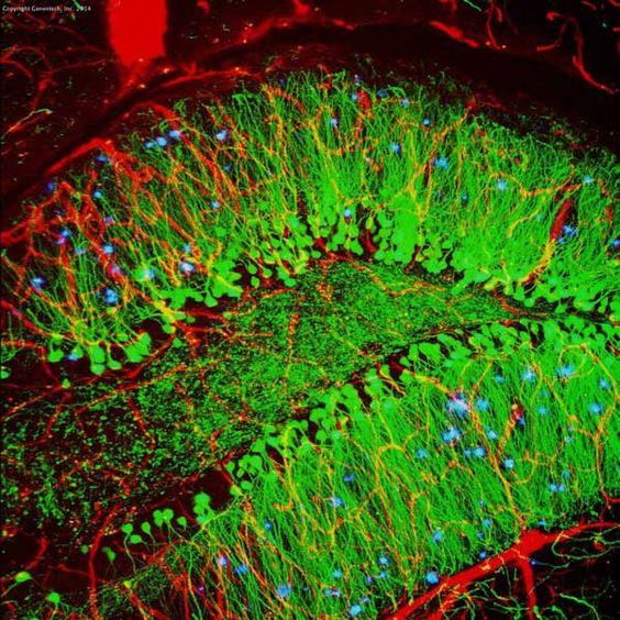 Immunofluorescence Guide - Creative Diagnostics