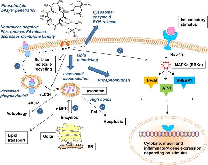 Immunotherapy Mechanism of Azithromycin - Creative Diagnostics