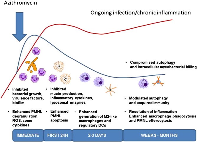 Immunotherapy Mechanism of Azithromycin - Creative Diagnostics
