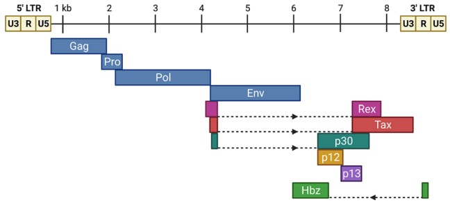 Effects of HTLV on Humans - Creative Diagnostics