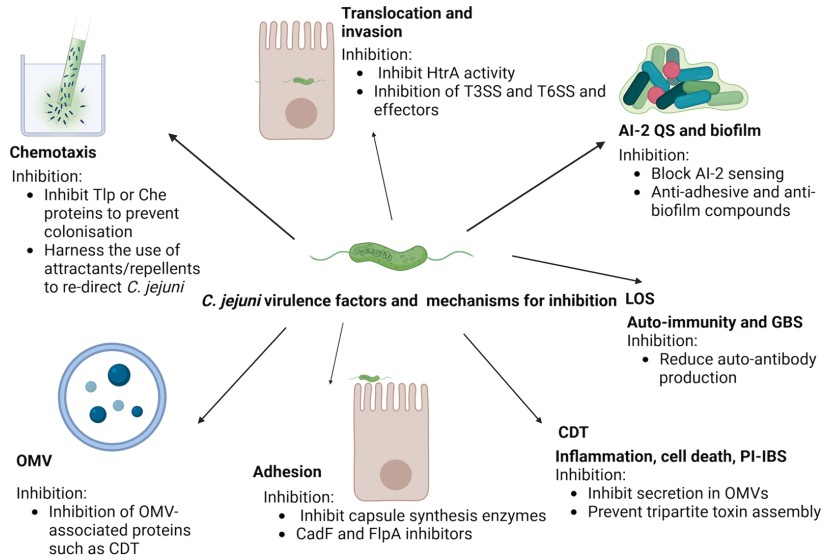 Important Campylobacter bacteria - Creative Diagnostics
